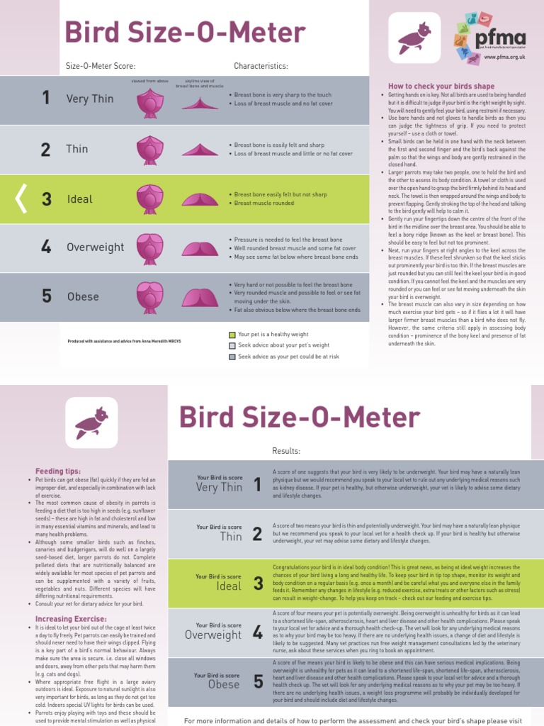 Pet Size o Meter Birds | PDF | Obesity | Diet & Nutrition