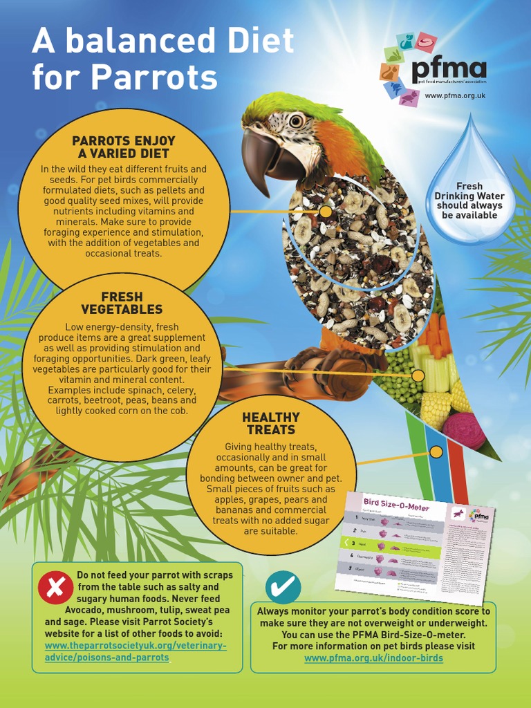 Parrot Feeding Guide Poster | PDF | Vegetables | Foods