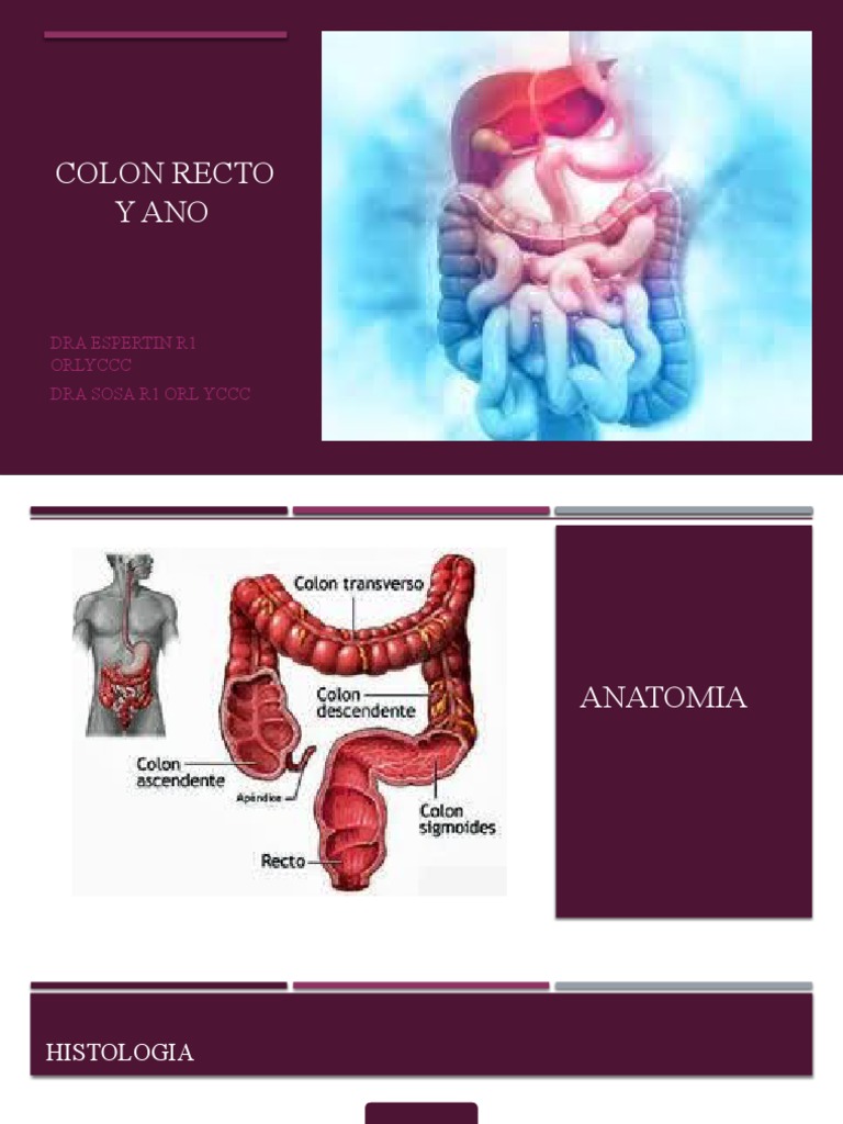 Primera Parte Colon | PDF