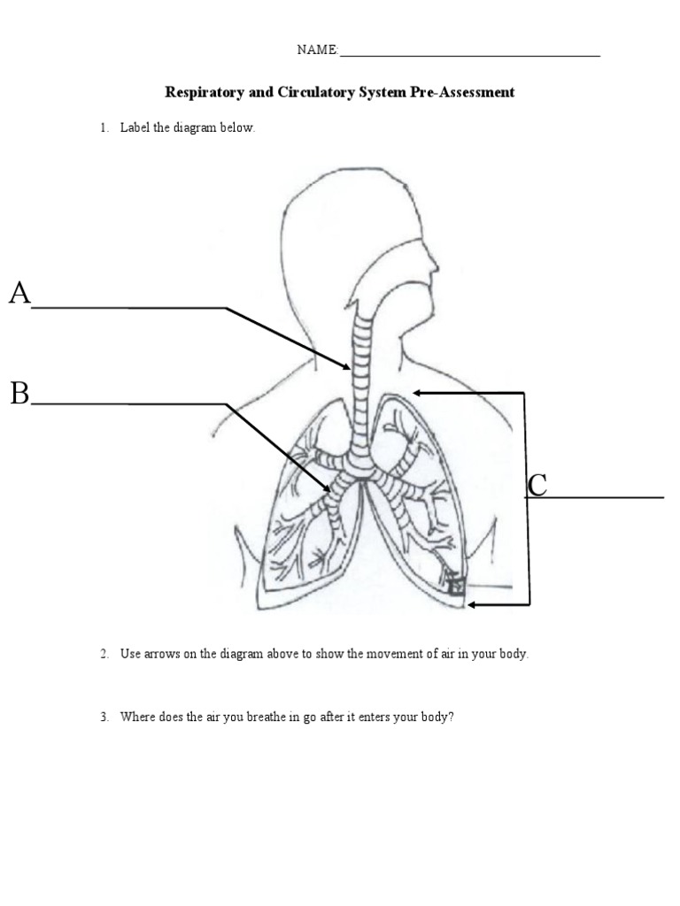 Anatomy Pre-Assessment Quiz | PDF