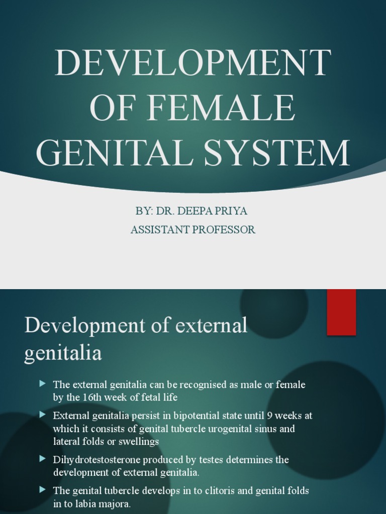 Development of Female Genital Tract | PDF | Vagina | Sex Organ