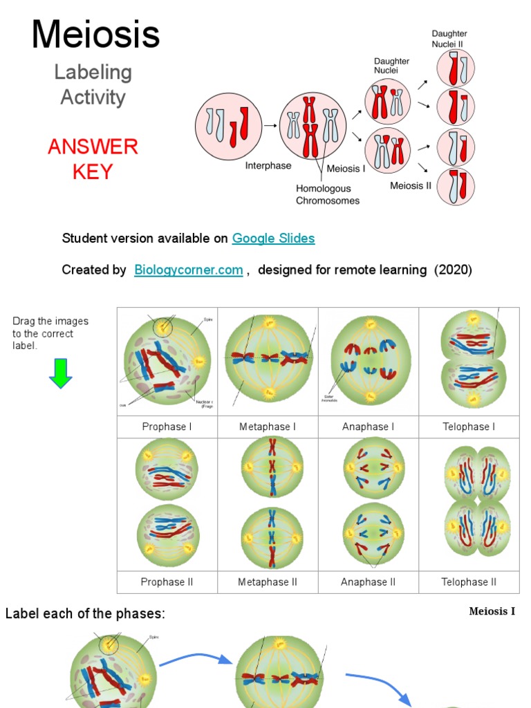 An Interactive Labeling Activity for the Stages of Meiosis I and ...