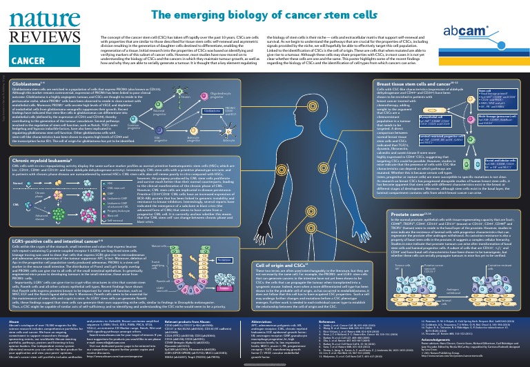 CSC Poster | PDF | Hematopoietic Stem Cell | Stem Cell