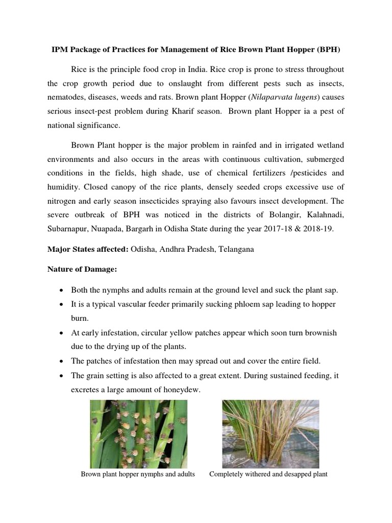 Pop For Managment of Rice BPH | PDF