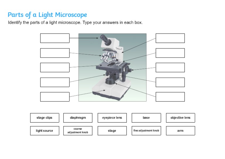 Parts of A Microscope Activity Sheet | PDF