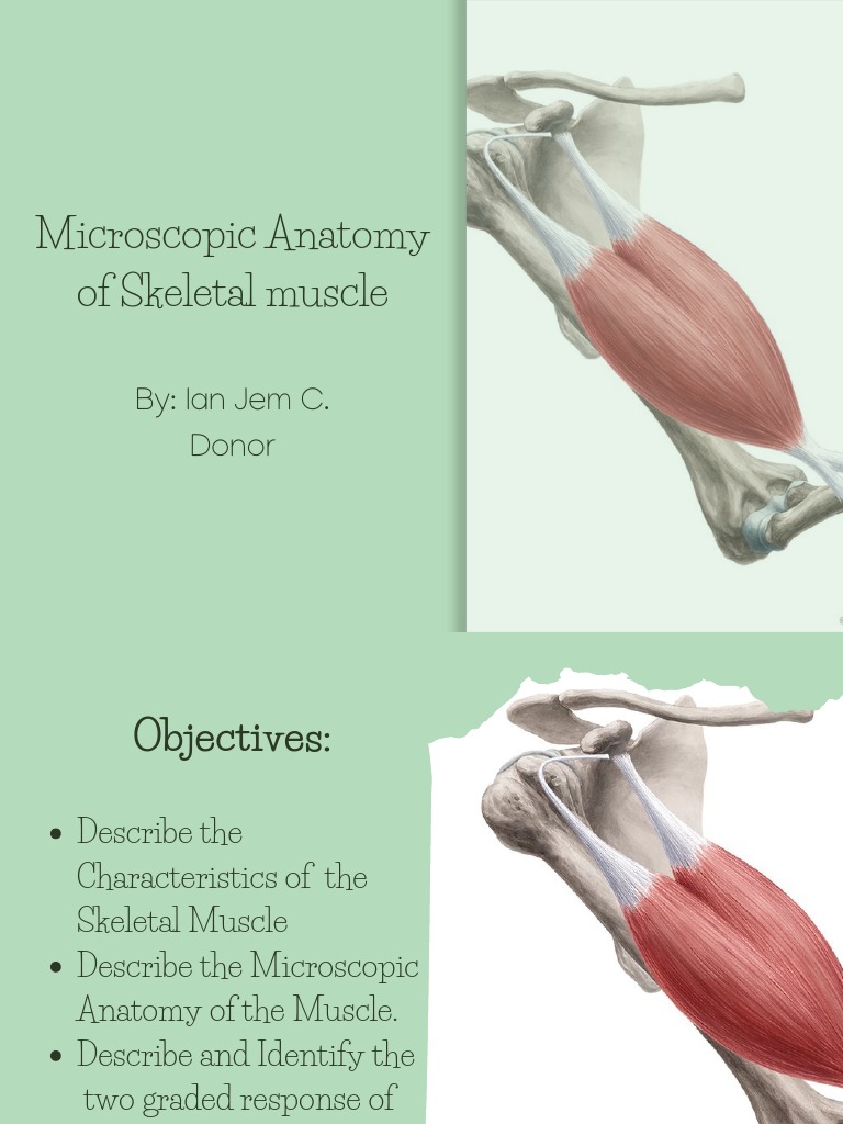 Microscopic Anatomy of Skeletal Muscle: Characteristics, Structure, and ...