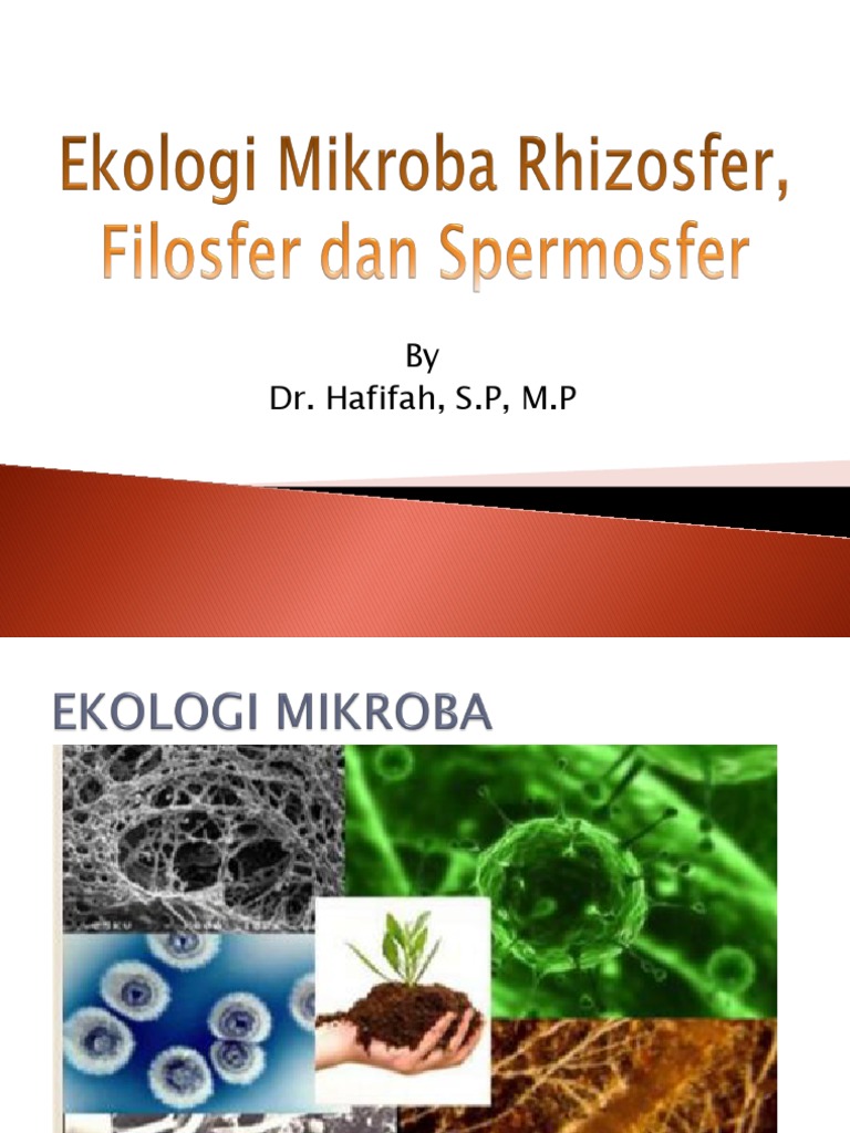 VI. Ekologi Mikroba Rhizosfer, Filosfer Dan Spermosfer | PDF ...
