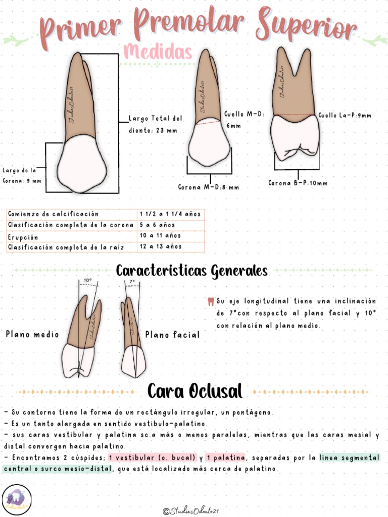 Primer Premolar Superior | PDF