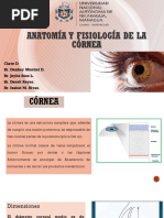 Cápsula de Tenon: Anatomía y Tenonitis | PDF | Ojo humano | Ojo
