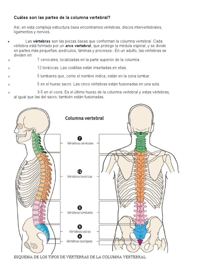 Cuáles Son Las Partes de La Columna Vertebral | PDF