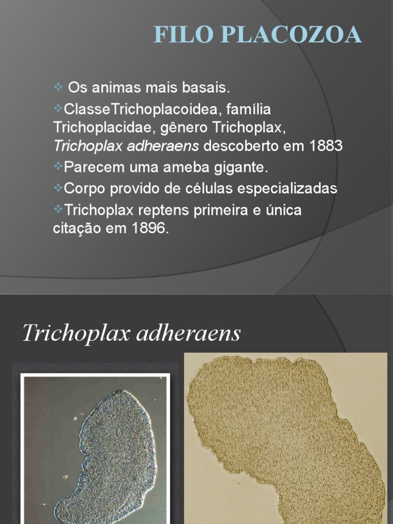 Filo Placozoa | PDF