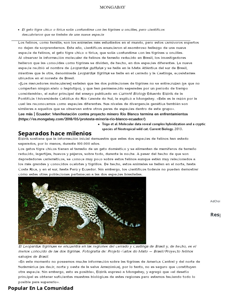 El Gato Tigre Chico | PDF | Felidae | Gatos