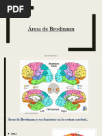 Áreas de Brodmann | PDF