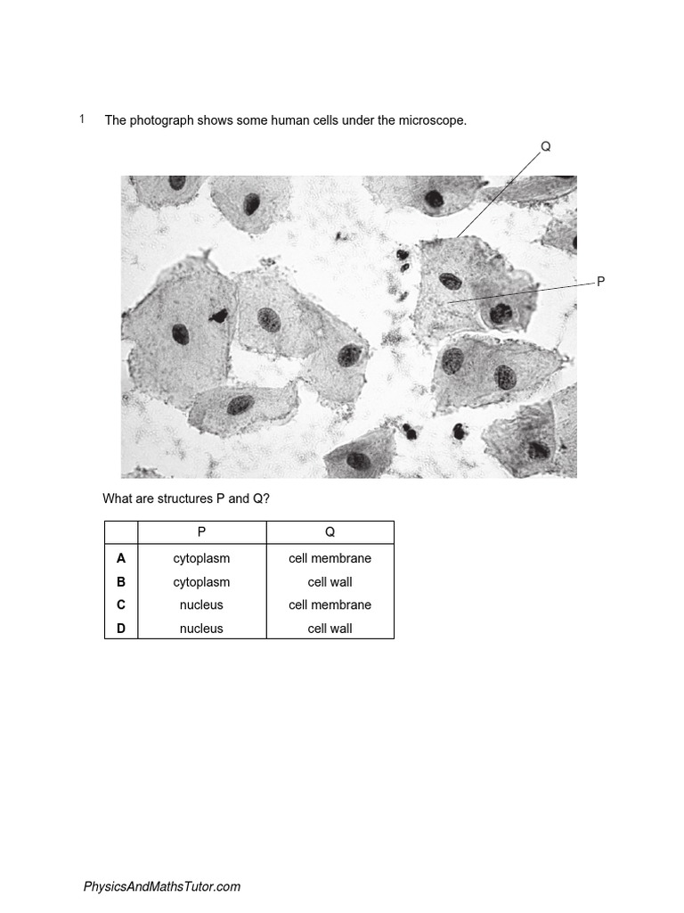 Organism Structure and Cell Functions | PDF | Cell (Biology) | Tissue ...