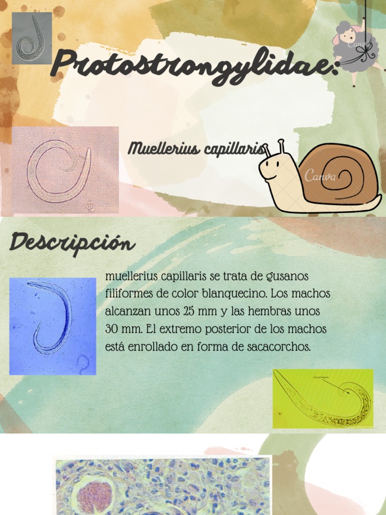 Muellerius CapillarIs Por Guadalupe Daniela Hernández Gutiérrz | PDF ...