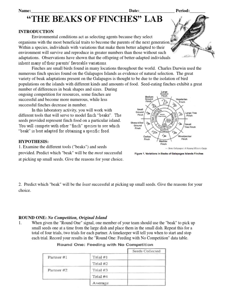 "The Beaks of Finches" Lab: Name: - Date: - Period | PDF | Adaptation ...