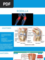 Maniobras de Bostezo en la Rodilla | PDF | Rodilla | Anatomía del ...