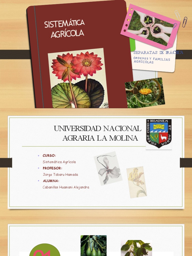Sistemática agrícola: Órdenes y familias de plantas de interés agrícola | PDF | Arecaceae ...