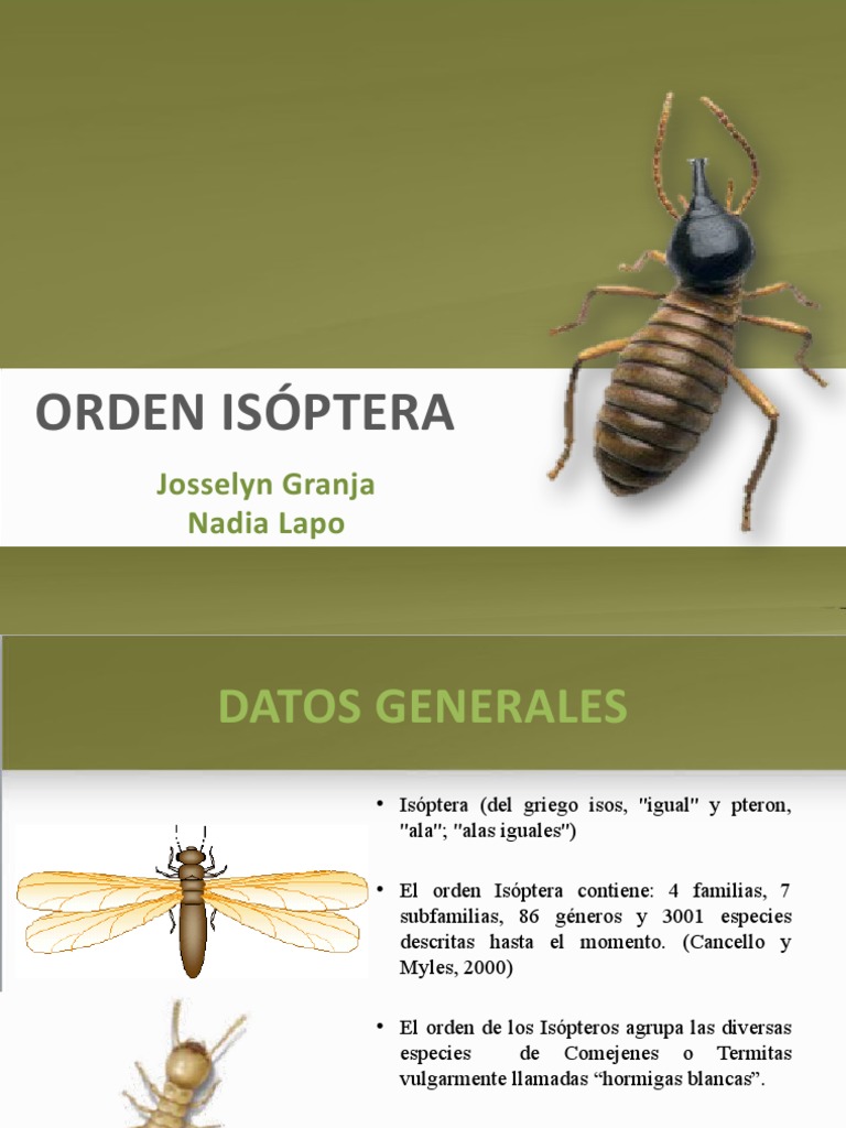 Orden Isoptera | PDF | Insectos | Organismos