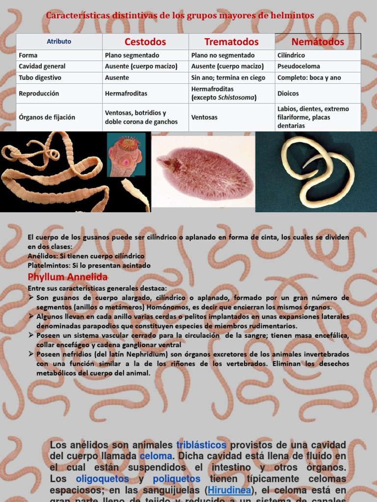 Nematodos, Platelmintos y Anelidos 2 | PDF | Protostomas