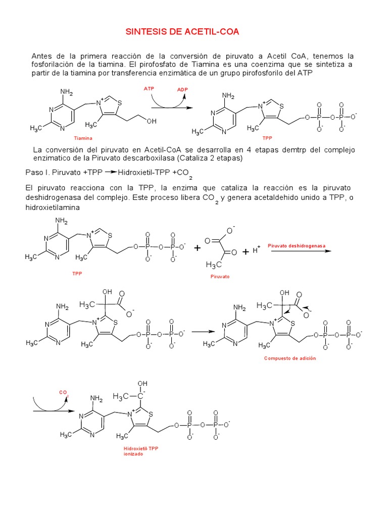 Sintesis de Acetil CoA | PDF | Biosíntesis | Trifosfato de adenosina