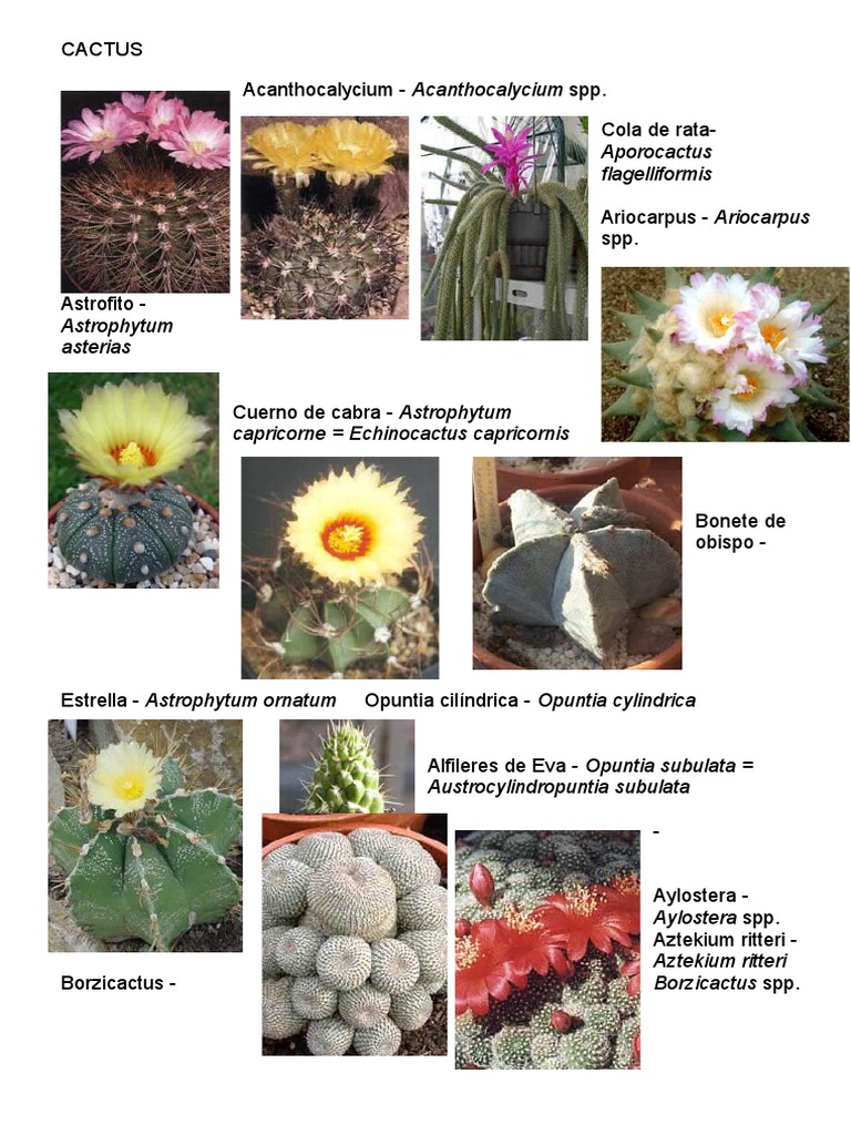 Identificar Los Nombres De Las Plantas De Cactus Amazon.com: Outus 50