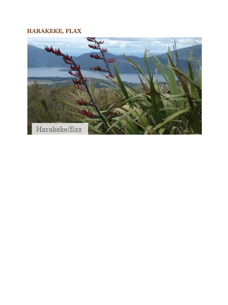 Harakeke - Flax 1 | PDF | Flax | Plants