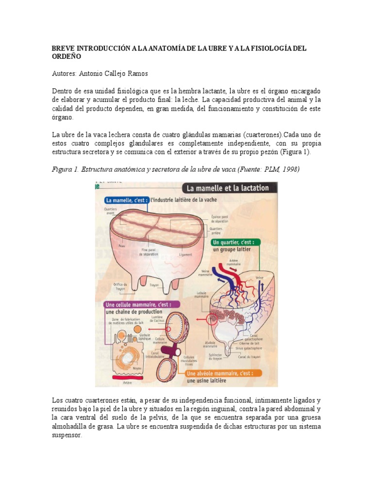 Anatomía de la Ubre de la Vaca | PDF | Leche | Pecho