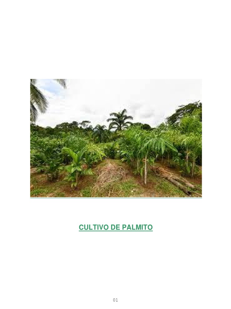 Cultivo Del Pijuayo Bactris Gasipaes Kunth para Palmito en La Amazonia ...