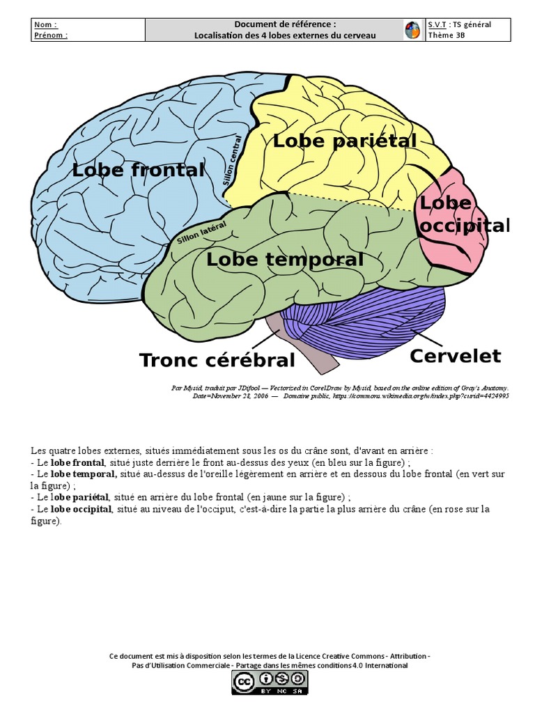 Localisation des 4 lobes du cerveau | PDF