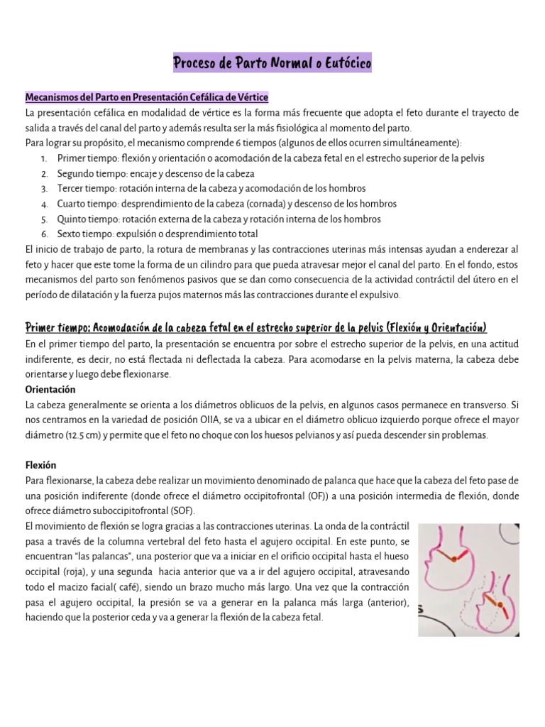 Proceso de Parto Normal | PDF | Parto | Placenta