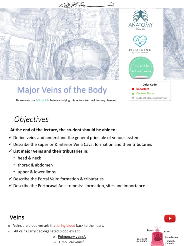 3-Major Veins of The Body | PDF | Vein | Common Carotid Artery