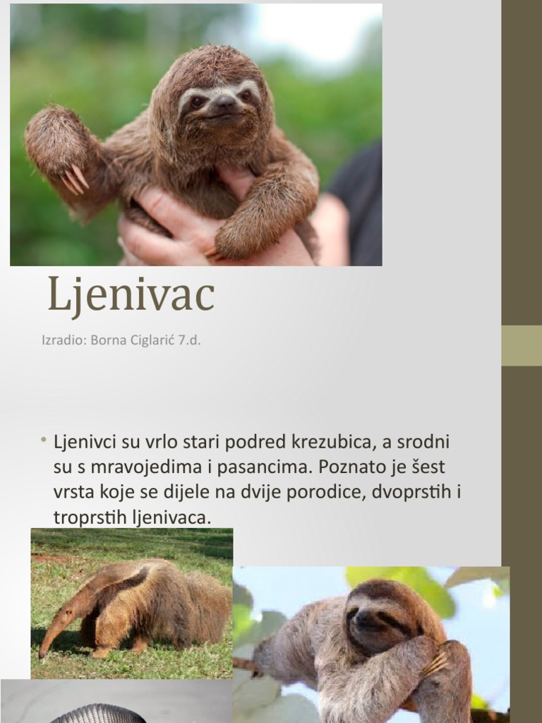 Ljenivac | PDF