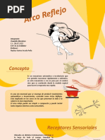 Esquema del Arco Reflejo y Componentes | PDF