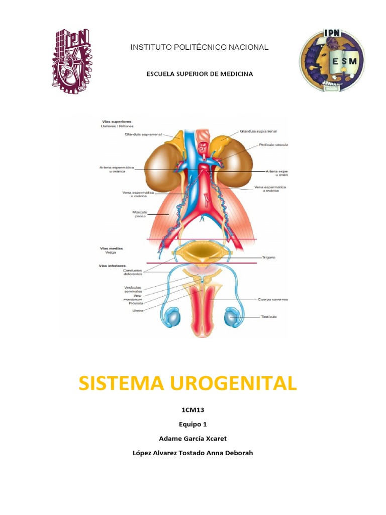 Sistema Urogenital | PDF | Riñón | Sistema urinario