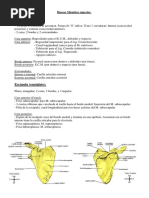 Anatomía del Cúbito: Estructura y Función | PDF | Codo | Extremidades ...
