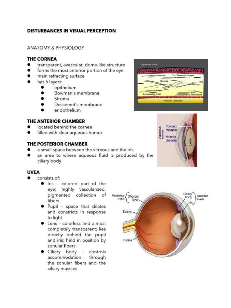 Eye Disorders | PDF | Glaucoma | Retina