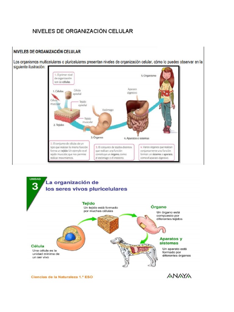 Niveles de Organizacion Celular | PDF | Organismos | Biología Celular)