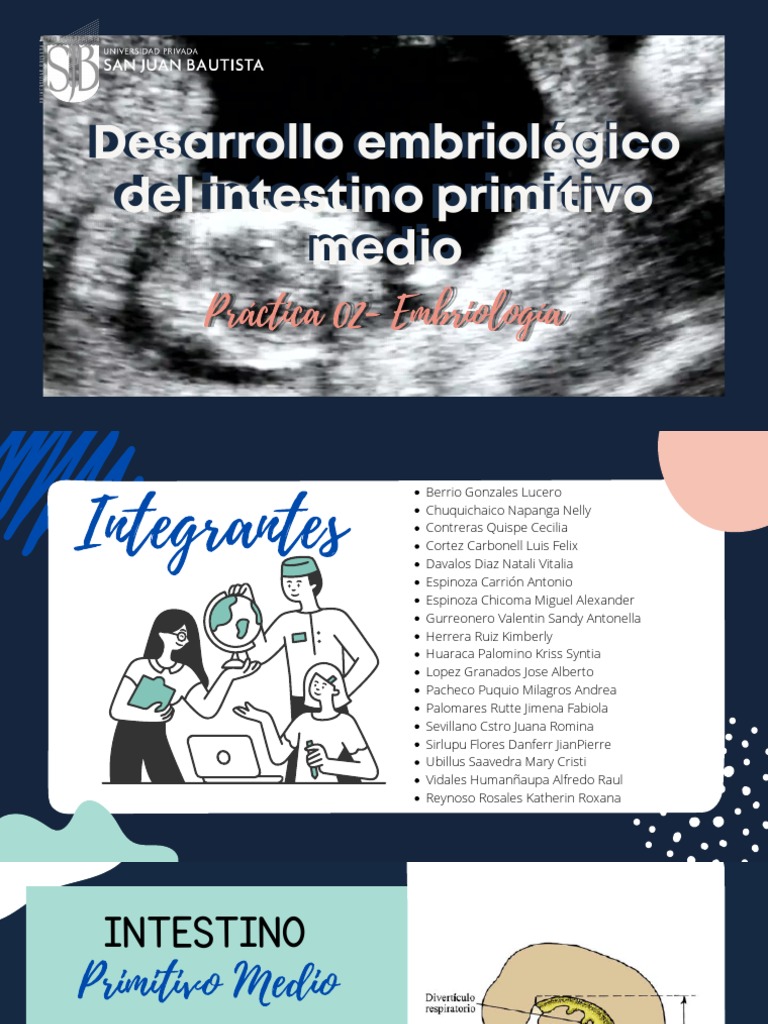 Intestino Primitivo Medio Grupo 4 | PDF | Abdomen | Intestino grueso