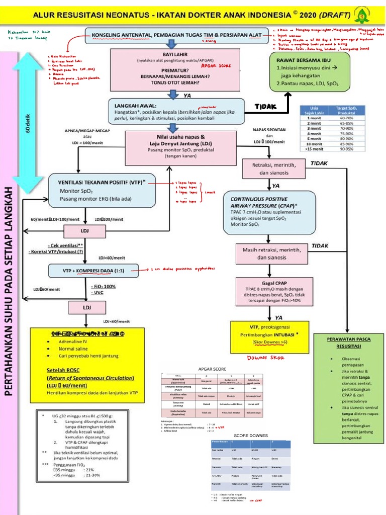Alur Resusitasi Neonatus IDAI | PDF