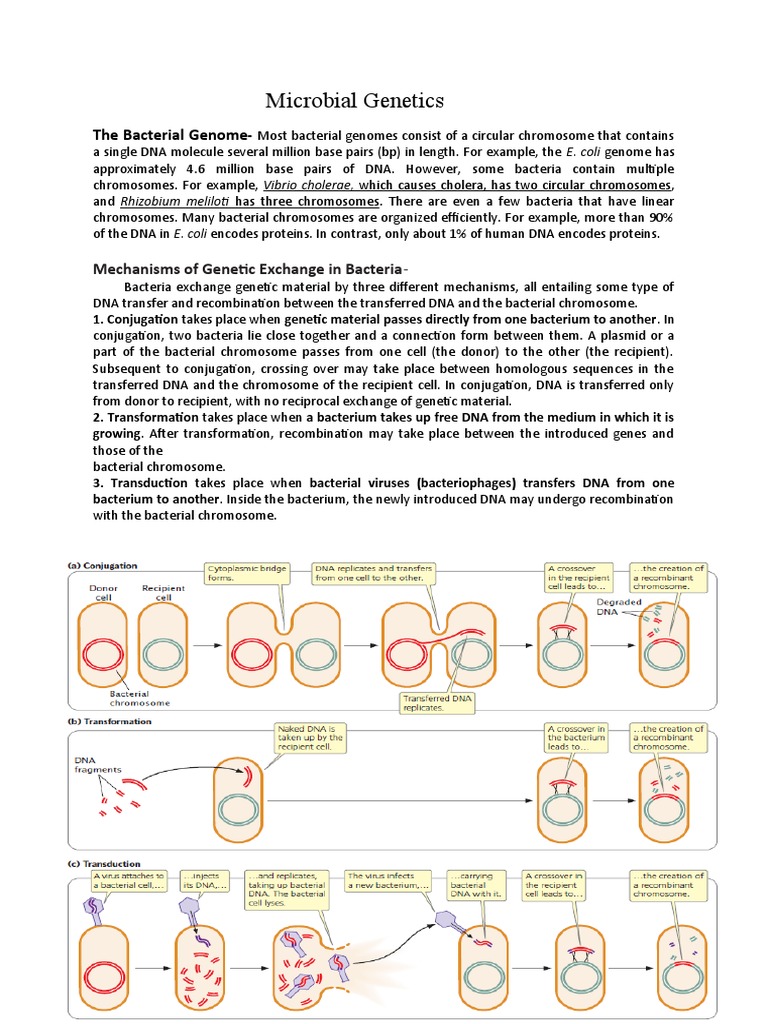 Microbial Genetics Bacterial Genomes Genetic Exchange Pdf