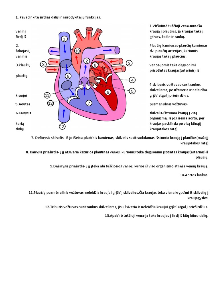 Sirdis Ir Kraujagysles | PDF