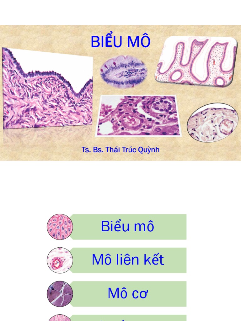 LT Bieu Mo | PDF