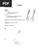 Anatomía del Extensor del Meñique | PDF