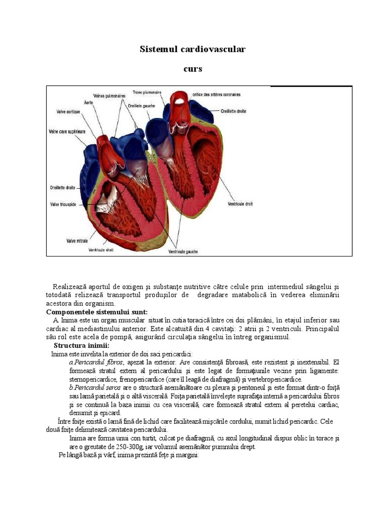 Anatomia Inimi | PDF