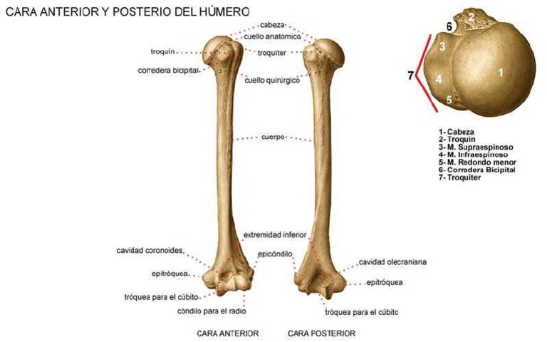 Humero Troquin Troquiter | PDF