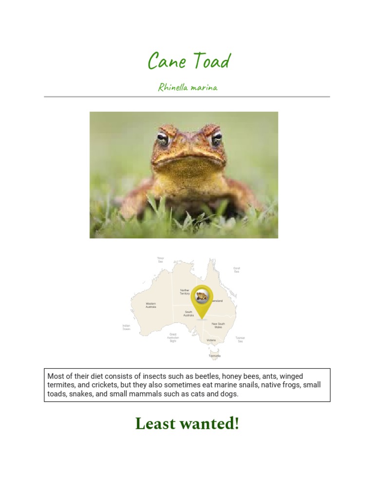 Cane Toad | PDF | Frog | Organisms