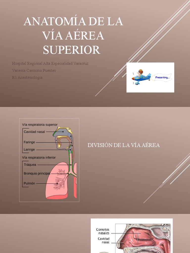 Anatomía de La Vía Aérea | PDF | Laringe | Anatomía humana