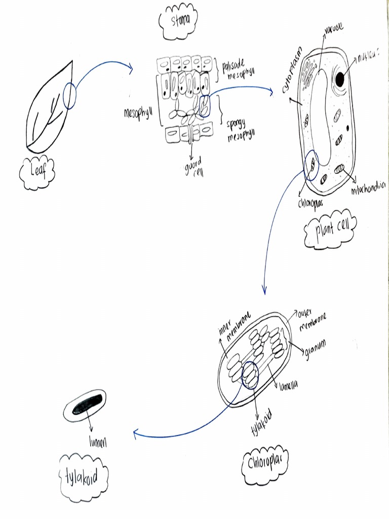 leaf drawing introduction of photosynthesis | PDF