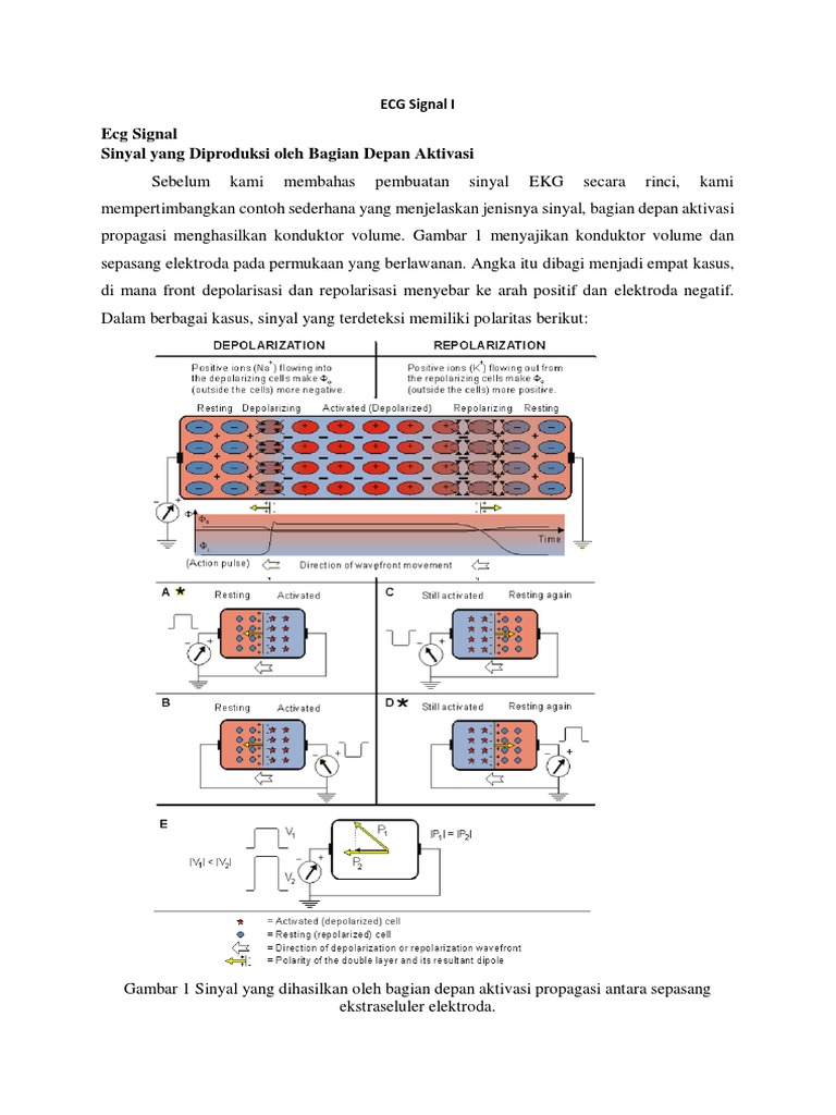 6 Sinyal ECG | PDF